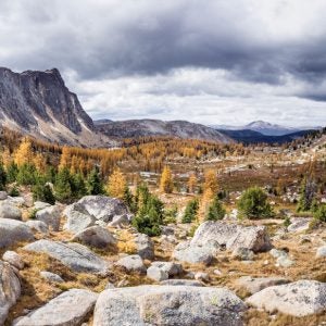 Trail Runner magazine the Authority on Off Road Trail Running